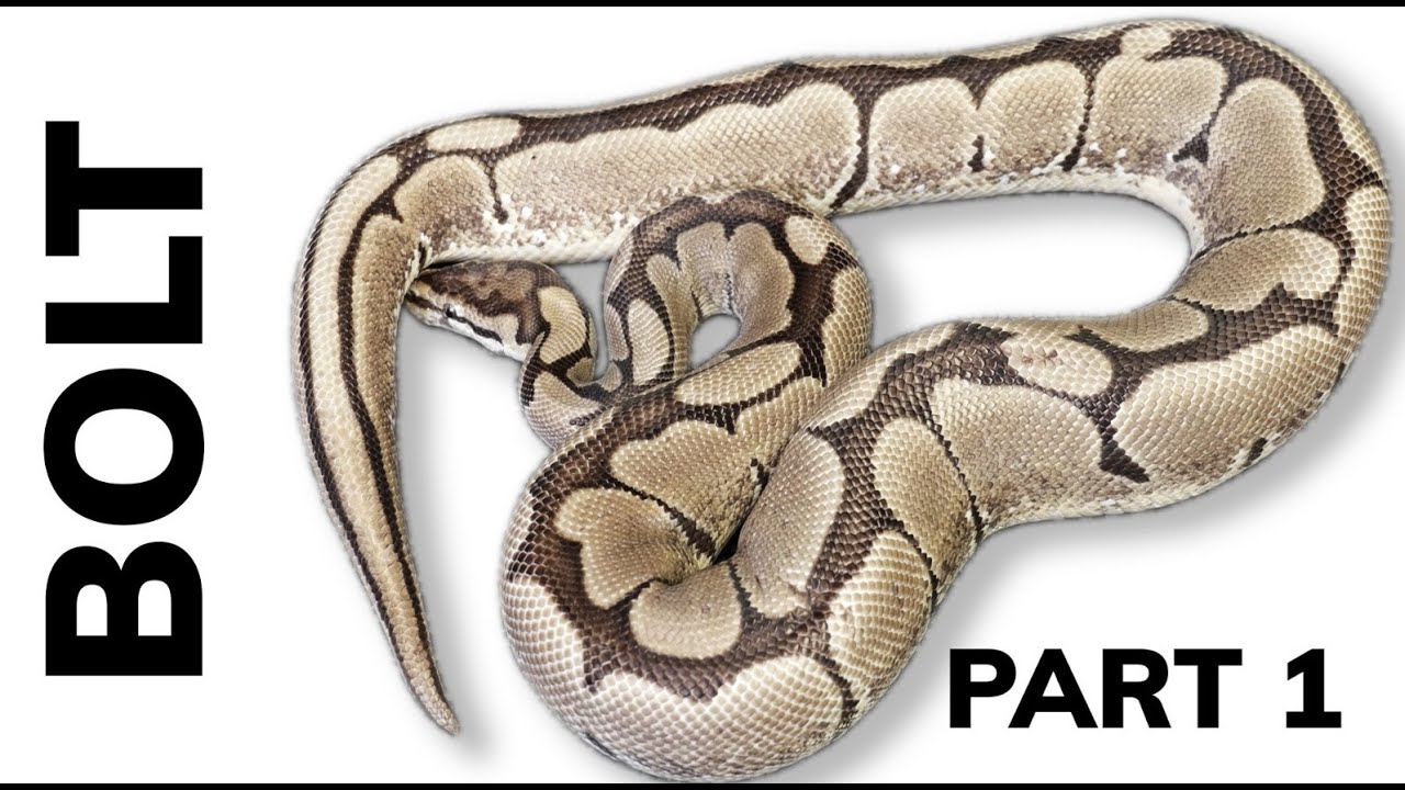 Introducing the Bolt!!! - YouTube