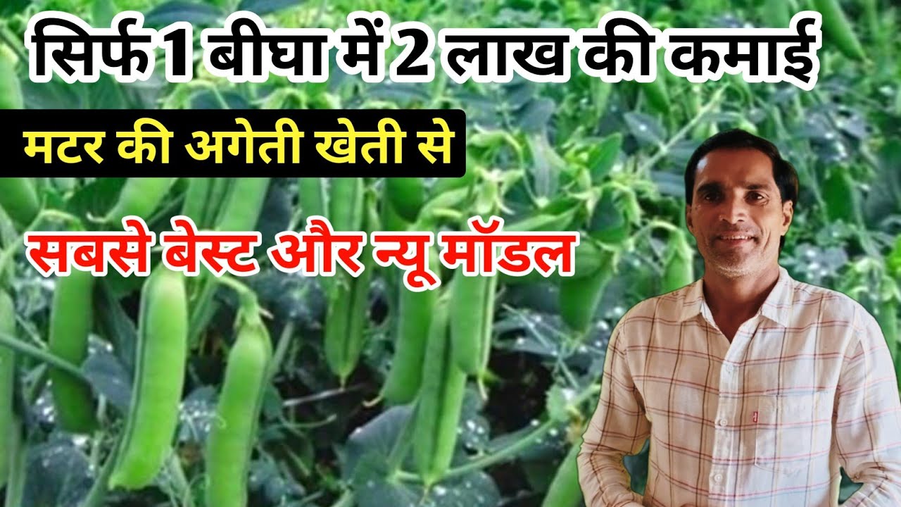 मटर की अगेती खेती 🫛 कब और कैसे करें | Matar Ki Kheti | Pea Farming ...