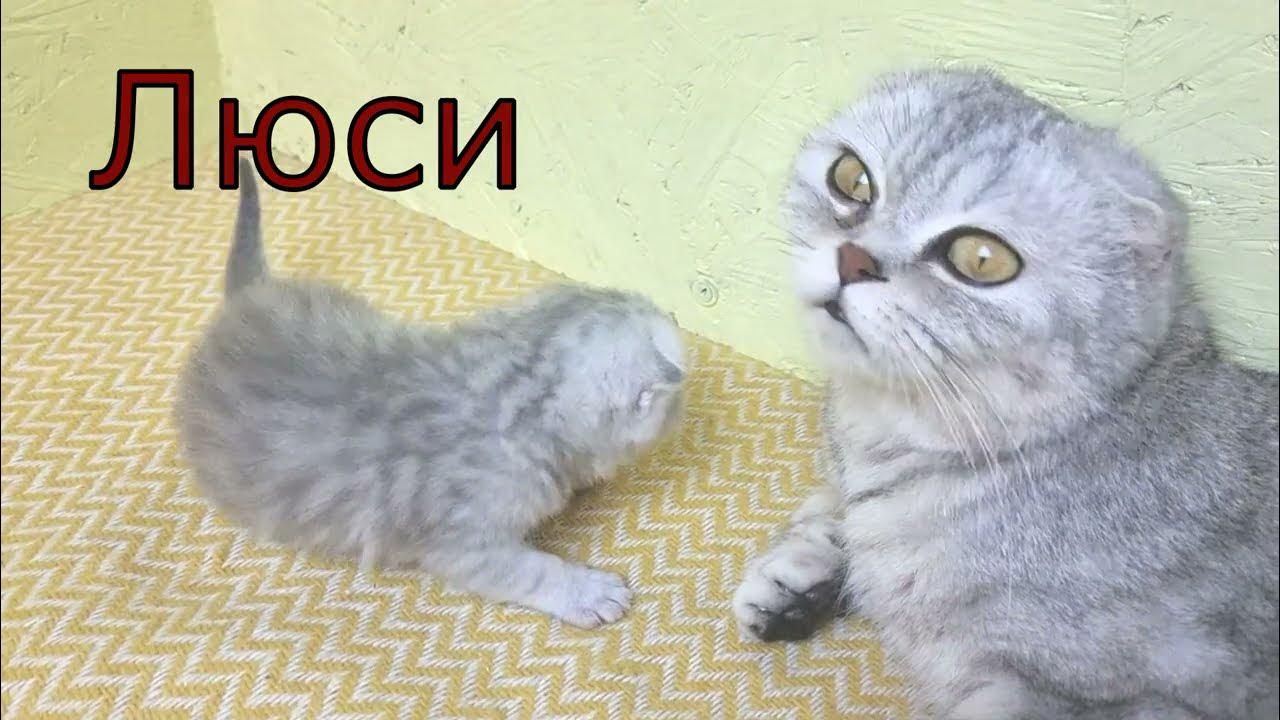 Милые Котята обнимаются и мяукают Выбрали имена котятам - YouTube