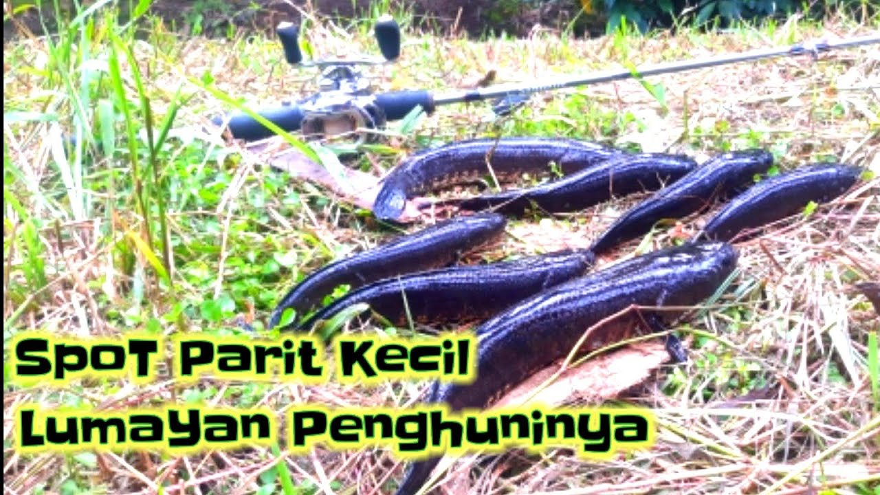 Casting Gabus Daerah parit keladi sungai kakap kuburaya pontianak ll ...