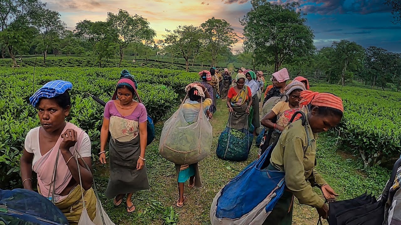 Daily Income of Assam's Tea Leaves Plucker - YouTube
