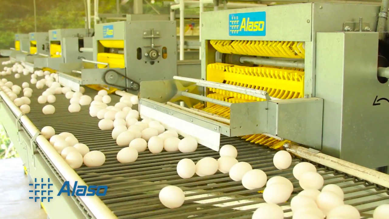 Alaso -Elevator Egg Collector - YouTube