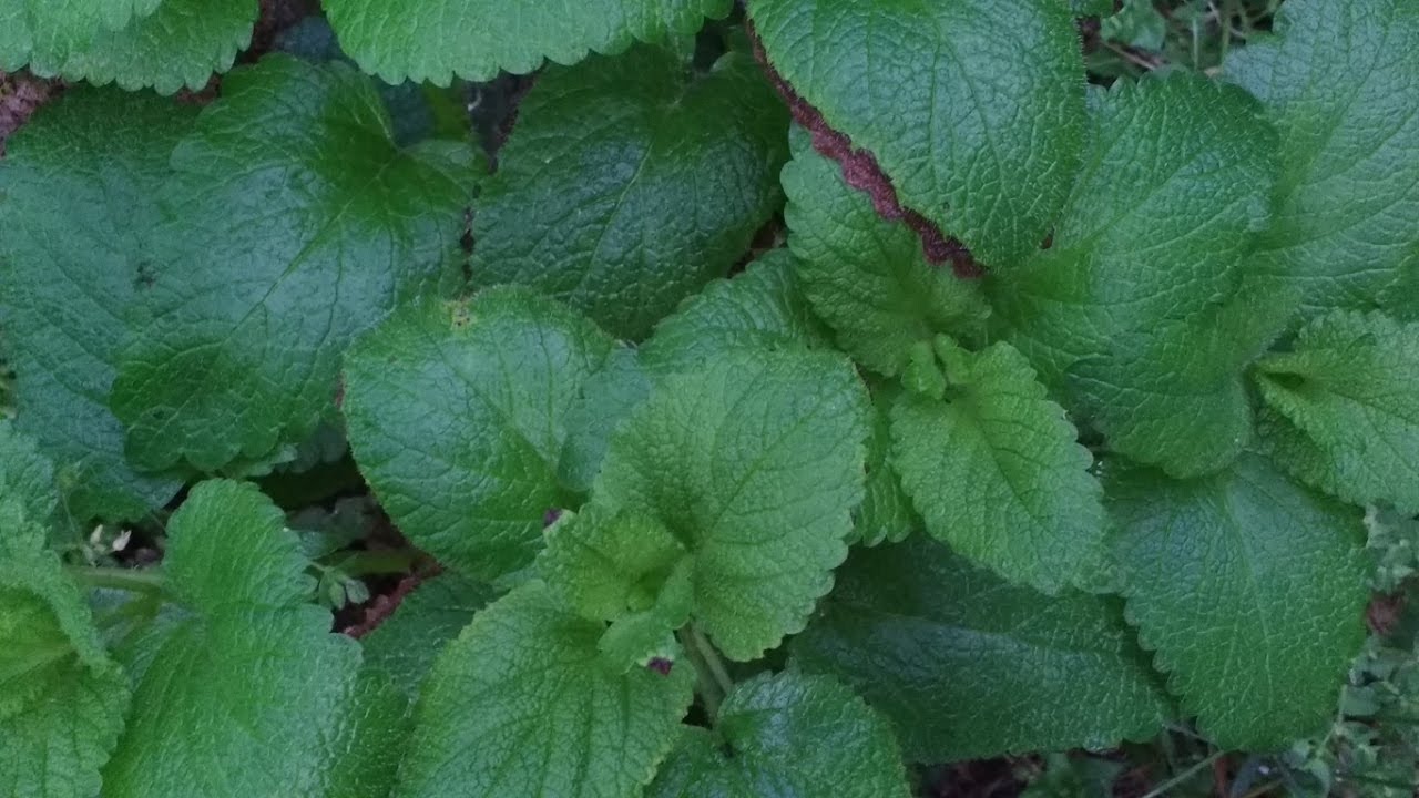 MELISSA pianta officinalis (edibile curativa) - YouTube