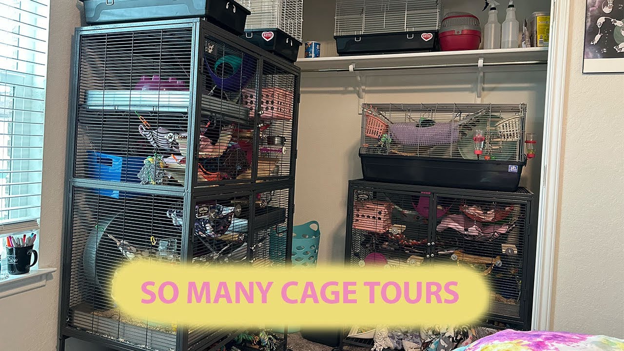 A Cage Tour of Every Cage I Have - YouTube