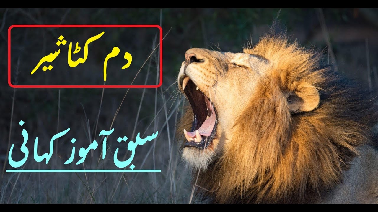 Lion Without Tail - دم کٹا شیر - YouTube