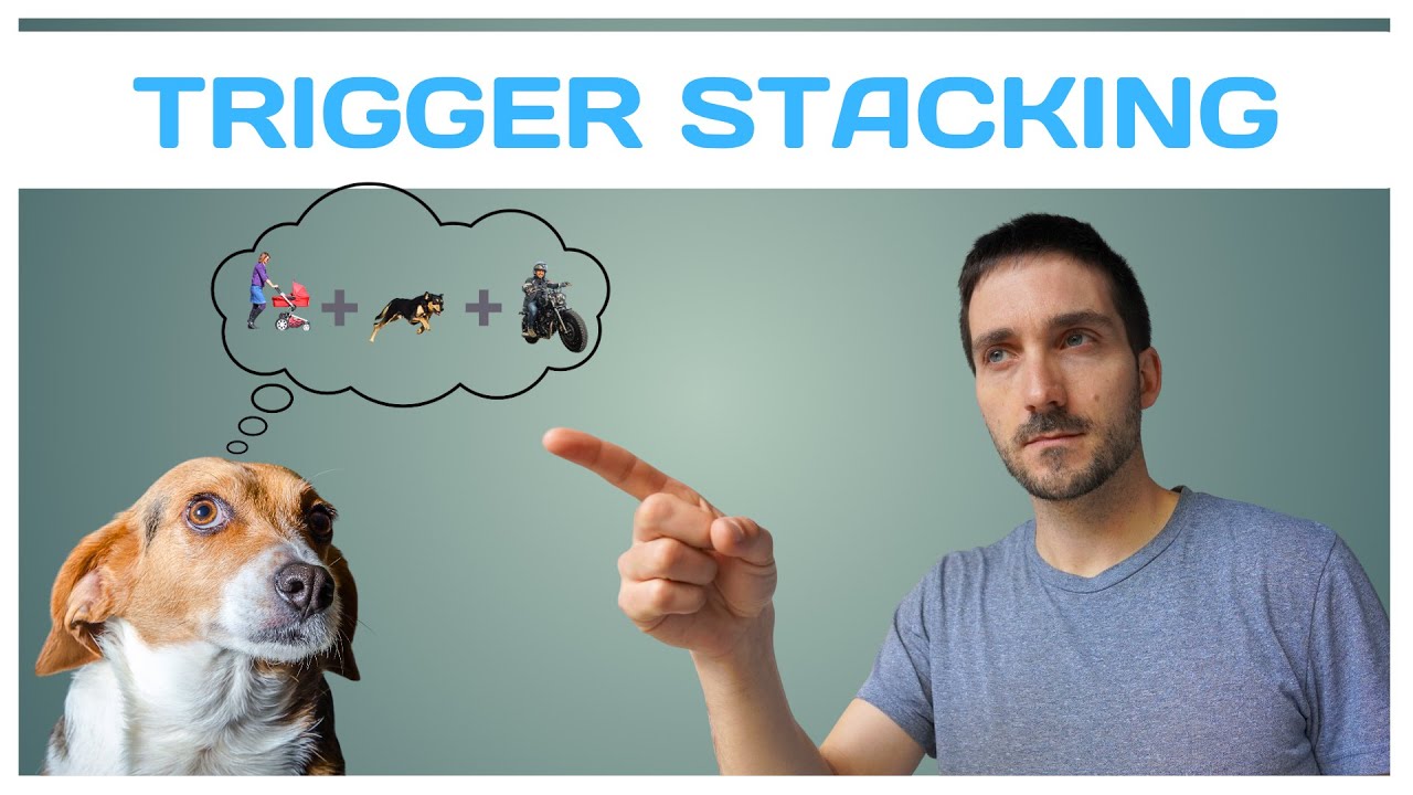 Trigger Stacking Explained: Why Your Dog Suddenly Reacts - YouTube