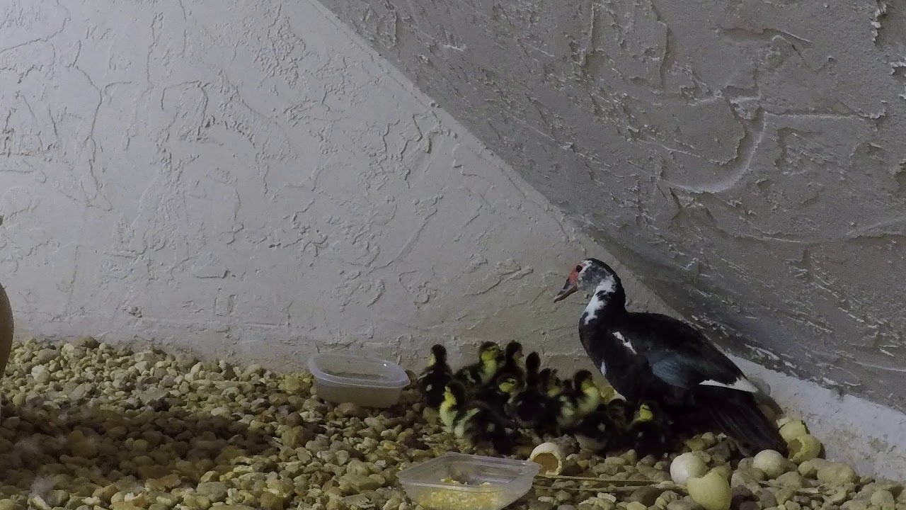 Ducklings - Day 1 (Evening) - YouTube
