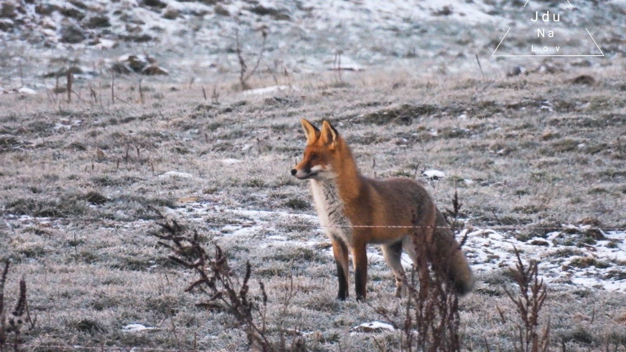 Fox hunting in winter/ w Jdu_Na_Lov - YouTube