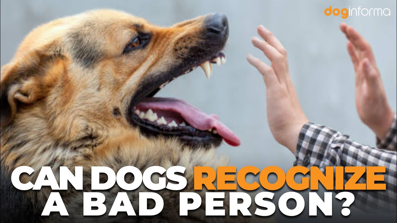 Can Dogs Recognize A Bad Person - How Dogs Recognize A Bad Person - YouTube