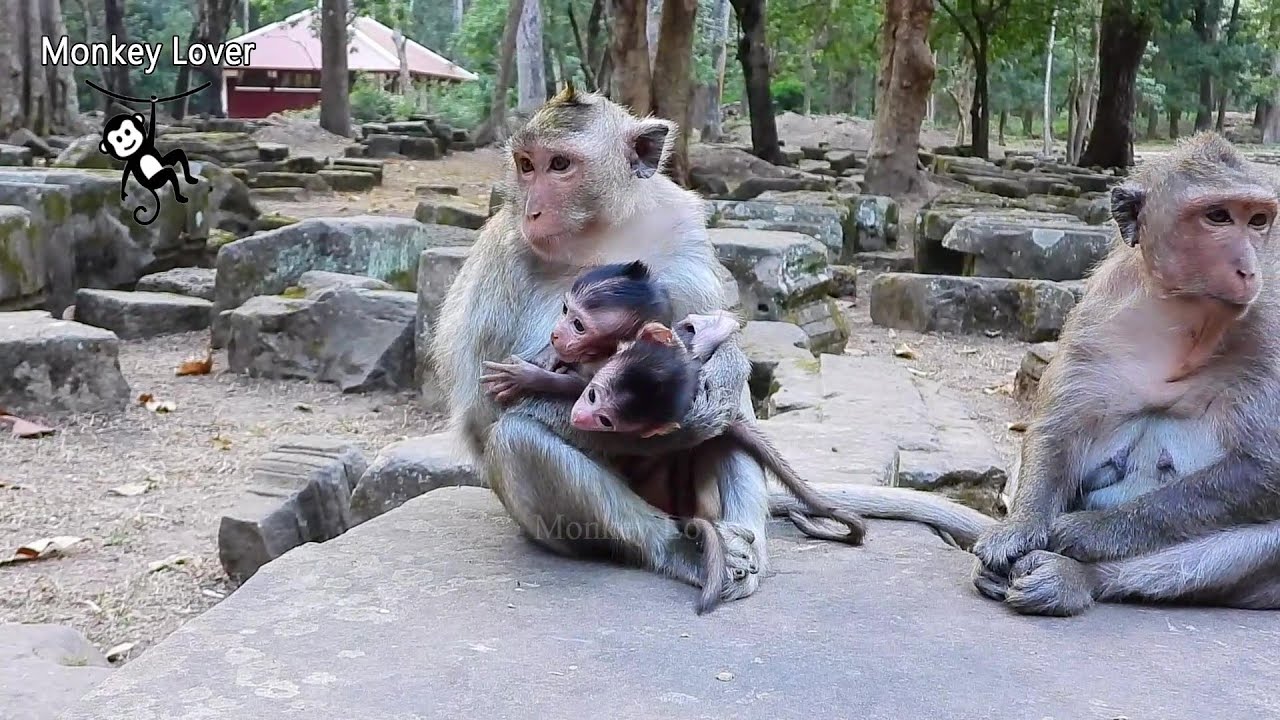 Adorable Baby Monkey with Mommy Monkey Protecting Her at Her Side ...