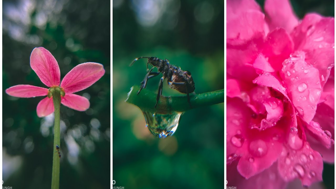 10 Nature Photography Ideas with Phone | Mobile Macro Photography ideas ...