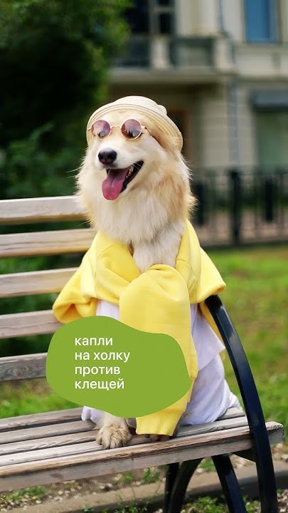 Топ 3 средства защиты от клещей для собак 🐶 - YouTube