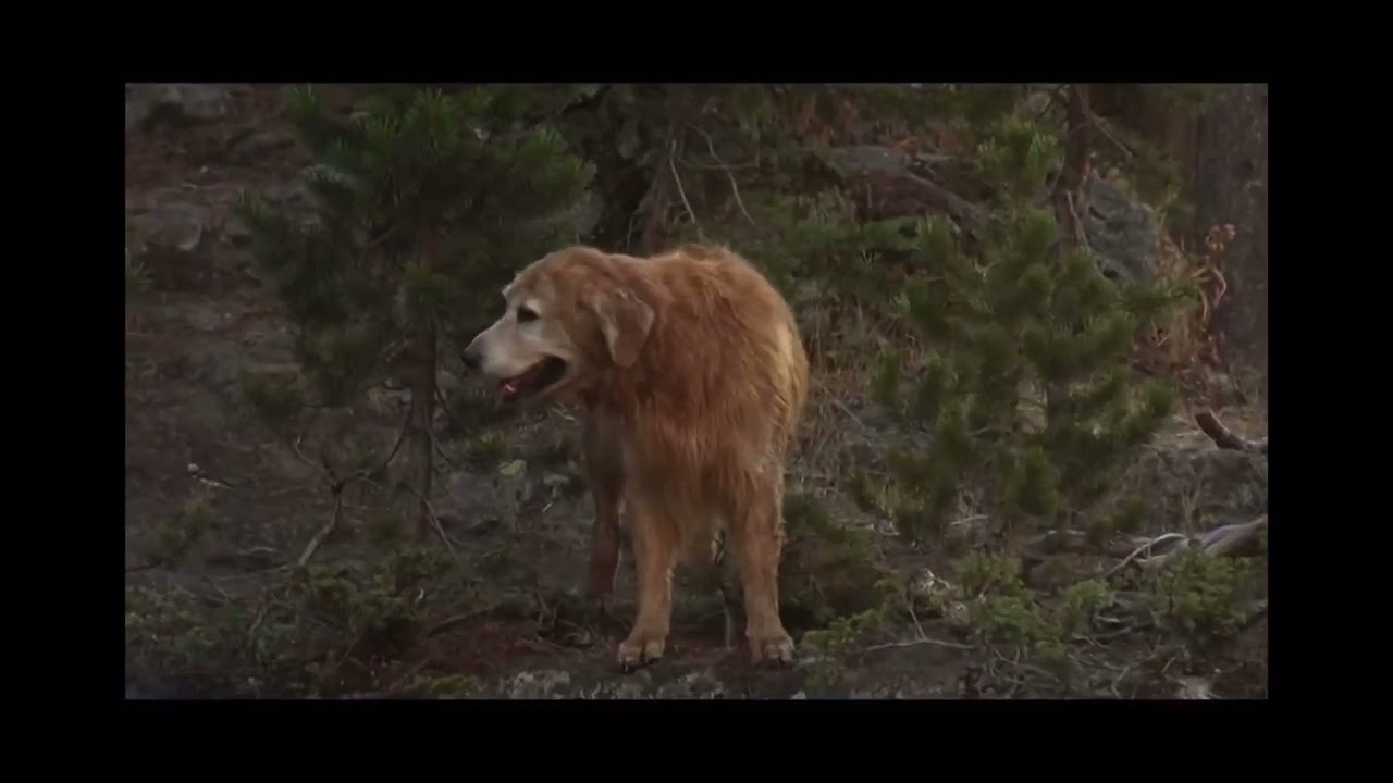 homeward bound the incredible journey waterfall - YouTube