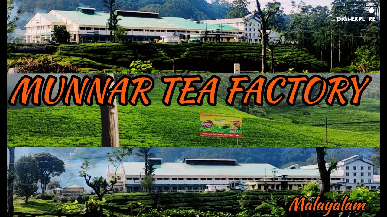 MUNNAR TEA FACTORY |MUNNAR -VATTAVADA |MALAYALAM | |MUNNAR ELIPHANTS ...
