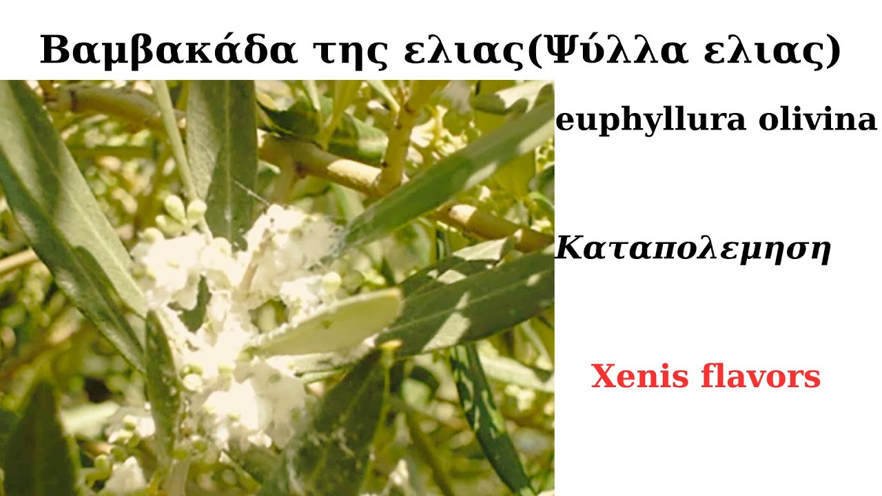 Βαμβακάδα(Ψύλλα) Ελιάς. Καταπολέμηση,Συμπτώματα! Xenis flavors!για ...