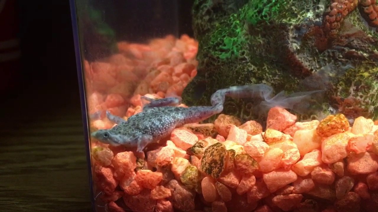 African Dwarf Frog Shedding Skin - YouTube