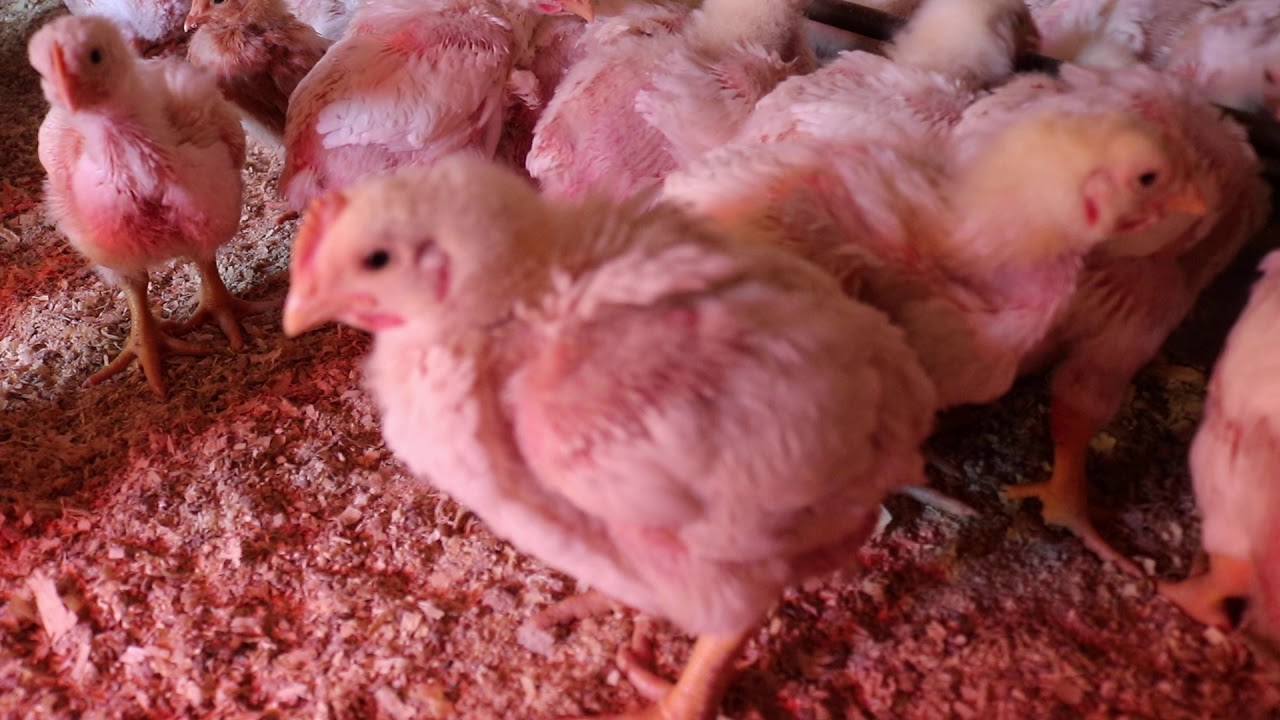Organic Broilers - 3 Weeks Old - YouTube