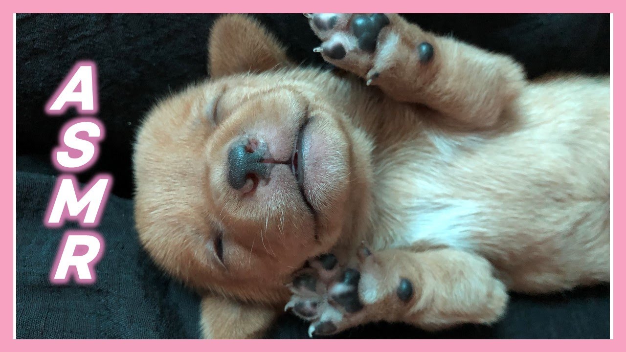 ASMR SLEEPING WITH PUPPIES 2 🐶｜NEWBORN PUPPY - YouTube