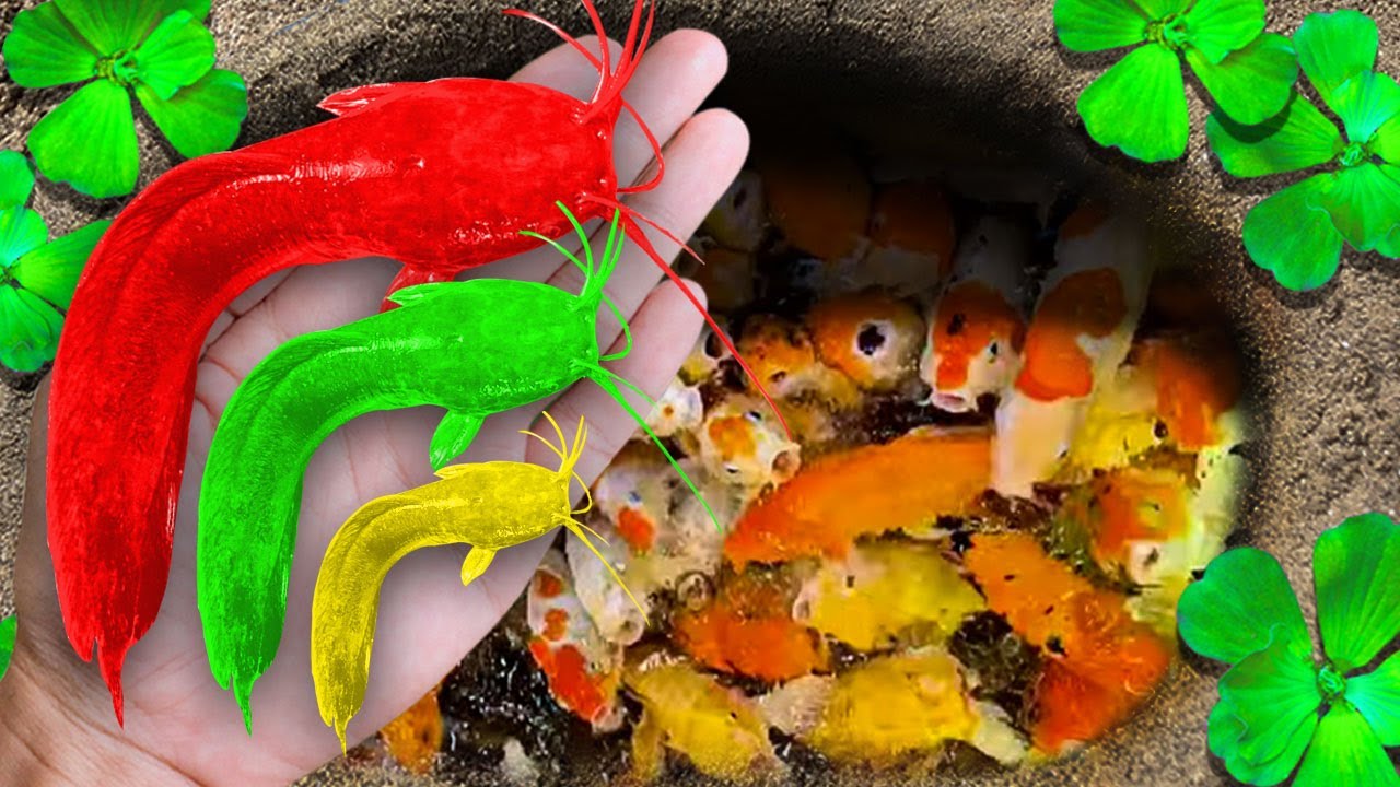 Epic Catch: Uncovering a Hidden Lair of Giant Catfish and Vibrant Koi ...