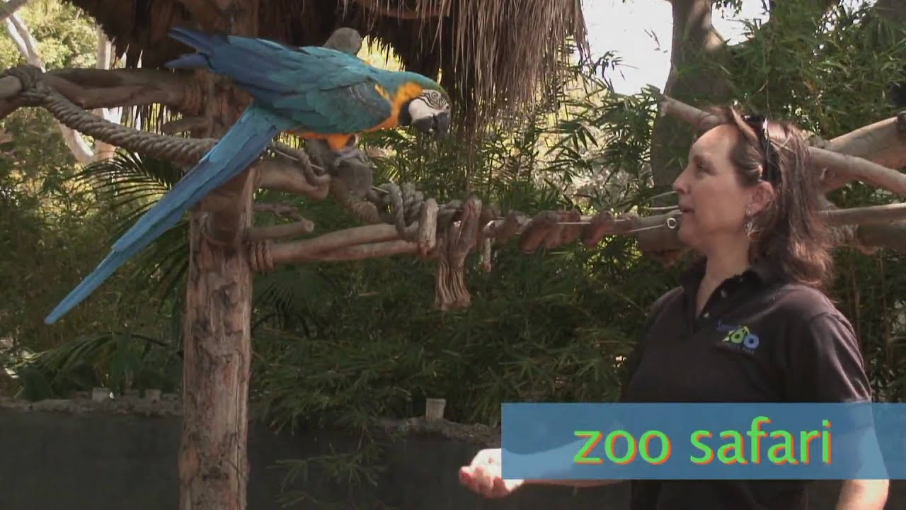 Imagine You in the Zoo! - YouTube