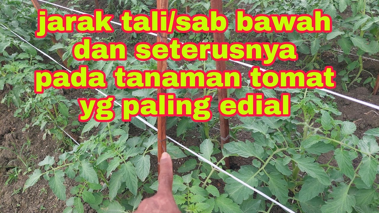 jarak tali sab 1 hingga sab selanjutnya pada tanaman tomat - YouTube