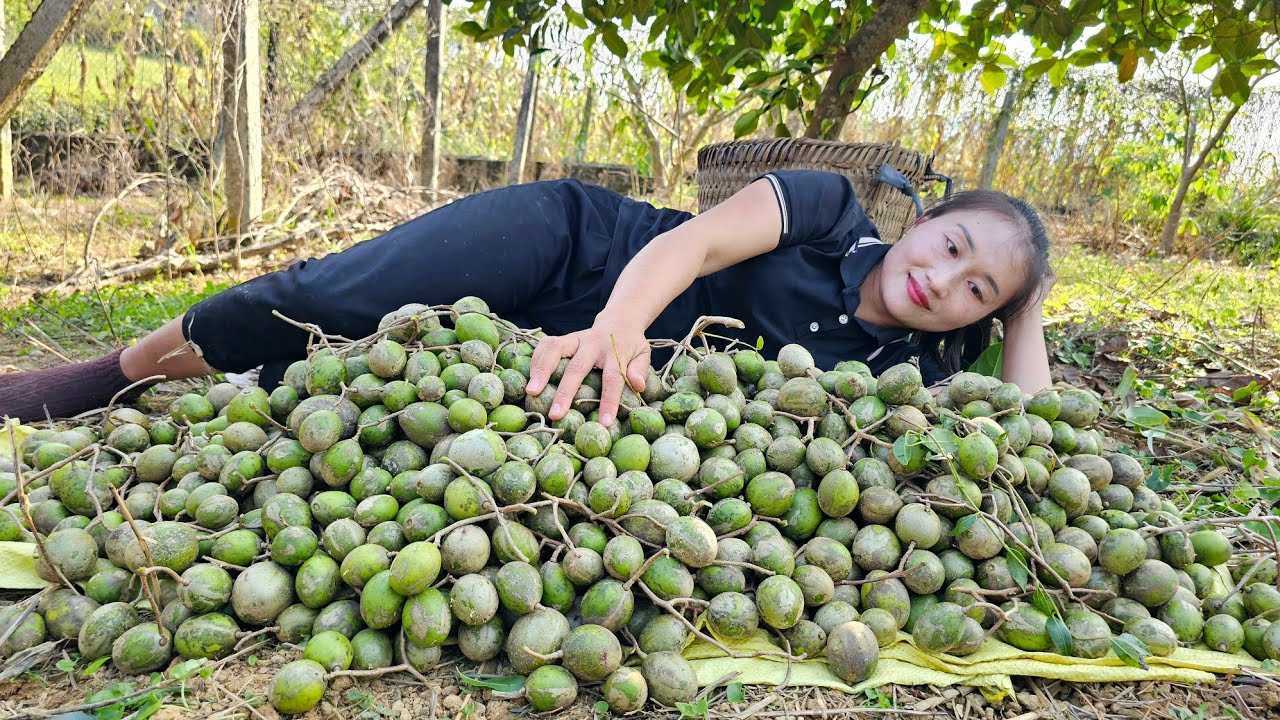 Uses and benefits of Ambarella - Harvesting Ambarella to sell at the ...