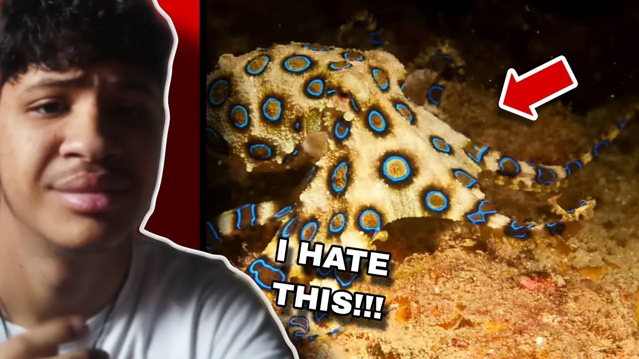 IM BACK WITH THESE SCARY UNDERWATER VIDEOS! (25 Terrifying Sea ...