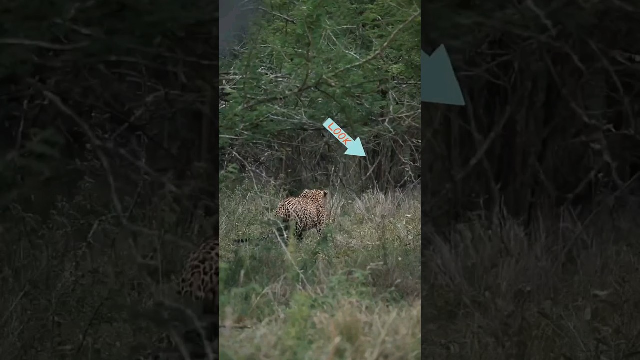 chita hunt#save #animal ##jungle #wildlife #attack - YouTube