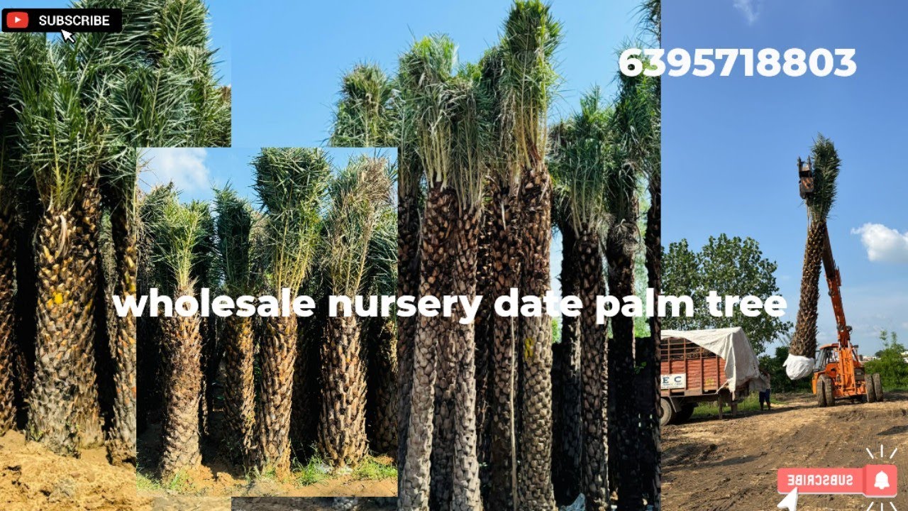 date palm tree price wholesale nursery #datepalm#gajraulanursery # ...