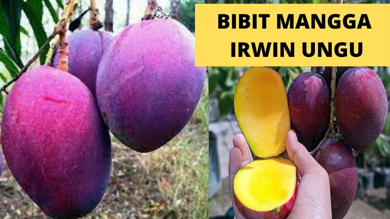 Bibit MANGGA IRWIN Ungu 🌴🍈 Bisa Berbuah Besar & Matang Dalam Pot ...