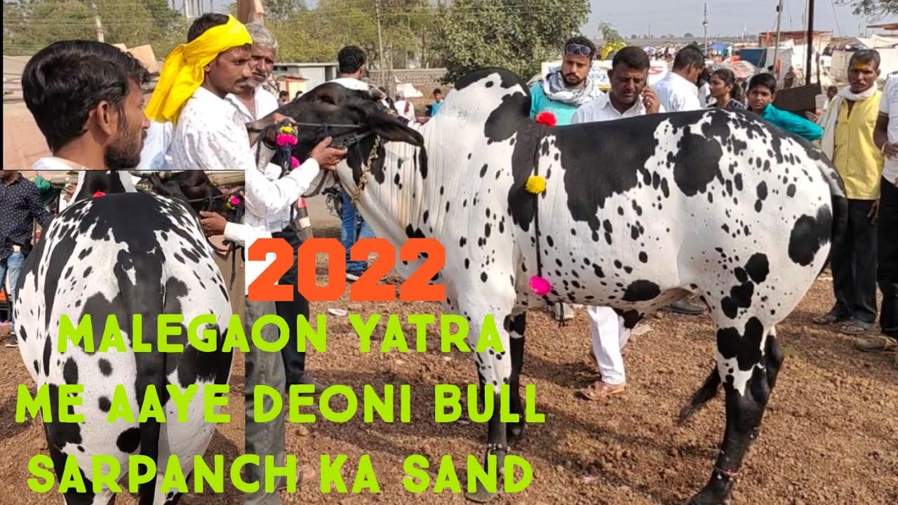 pure deoni bull in Malegaon yatra 2022 | Malegaon jatra me aaye sabhi ...