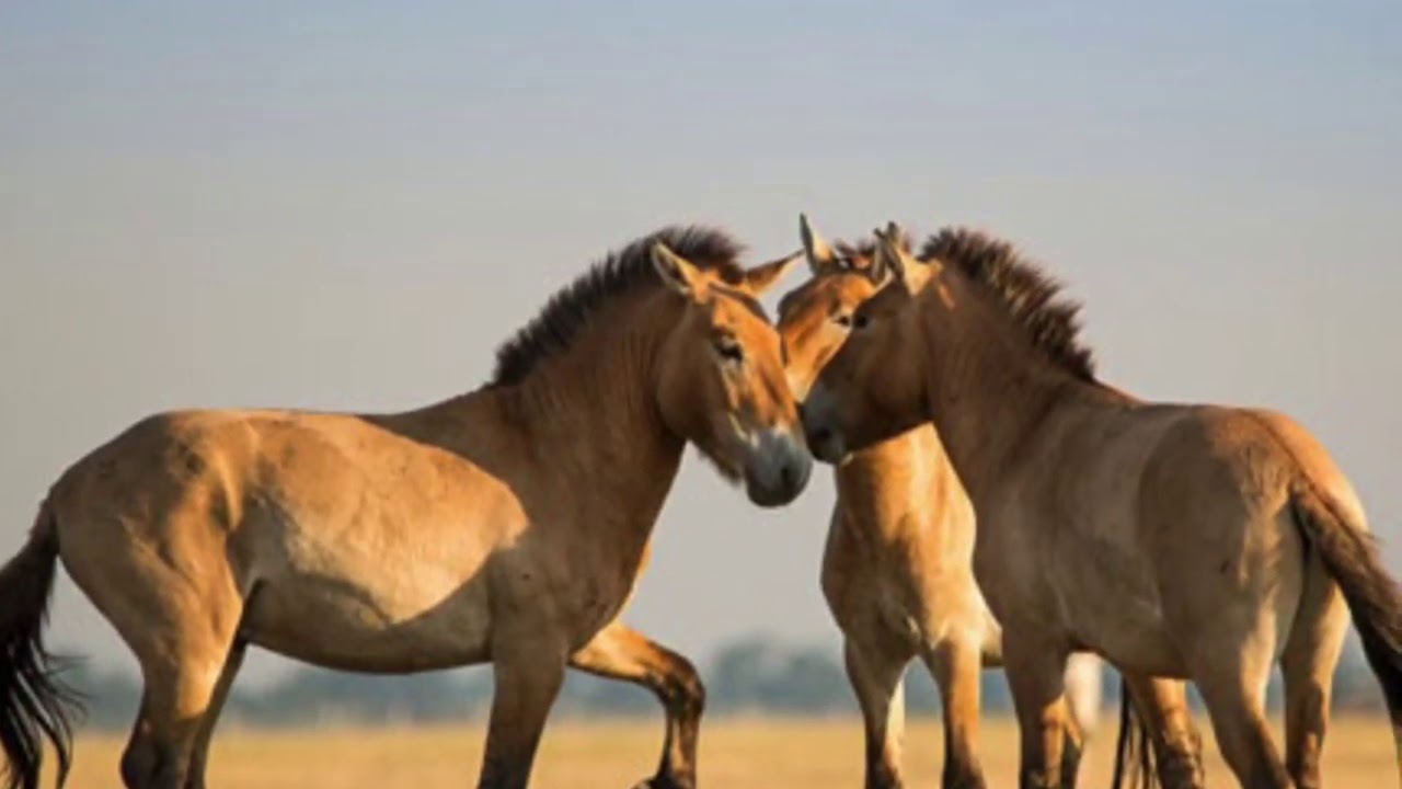 The Horse in Ancient Persia - YouTube