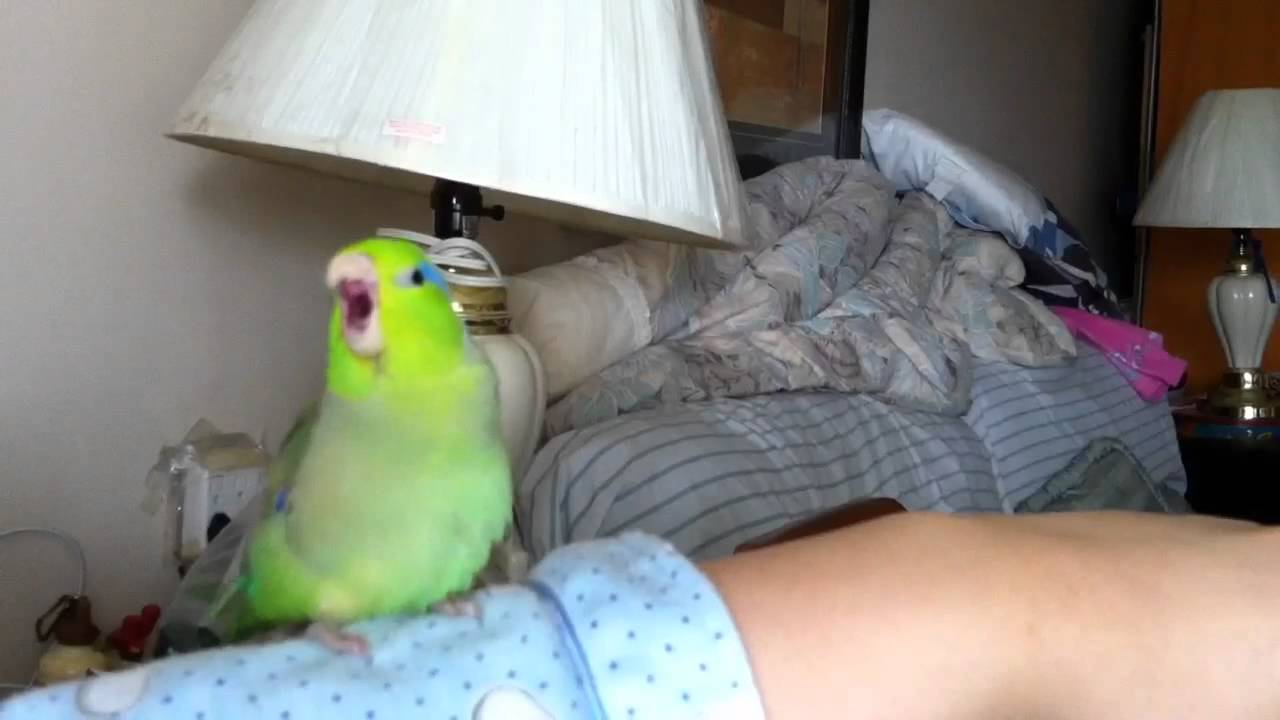 Dancing Parrotlet - YouTube