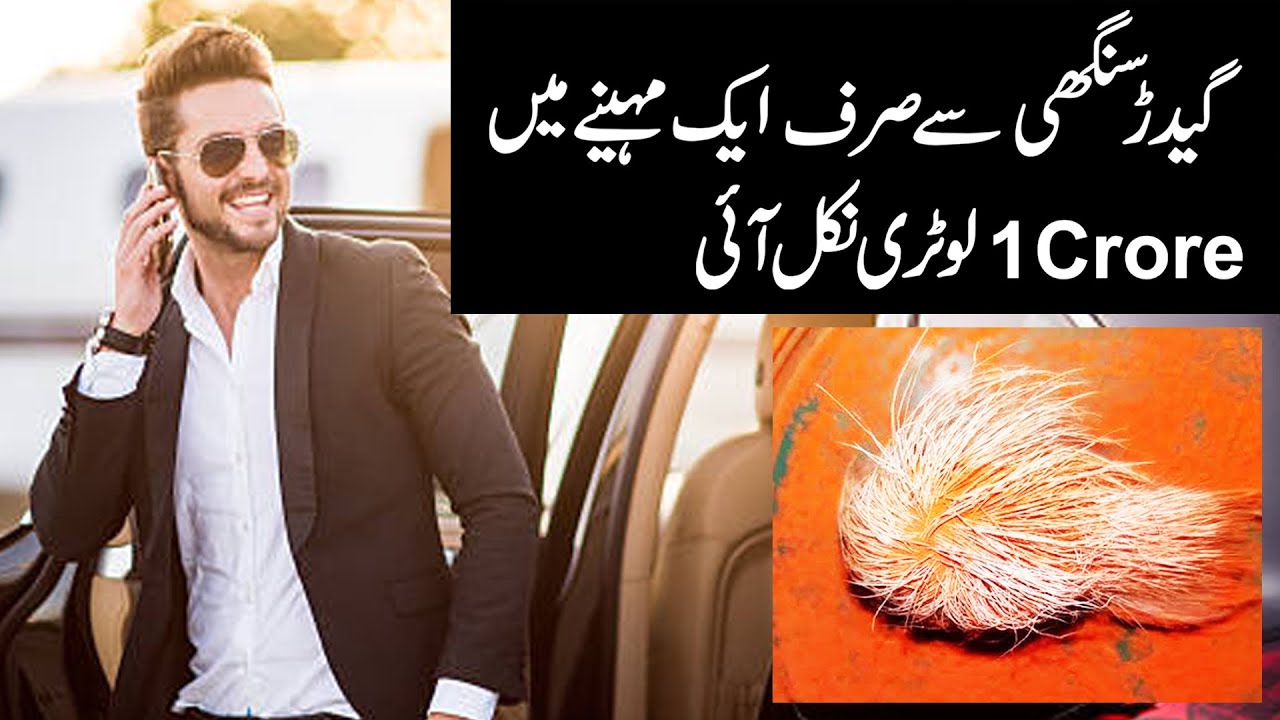 gidar singhi ke fayde aur geedar singi Kya Hoti Hai in Urdu/Hindi ...