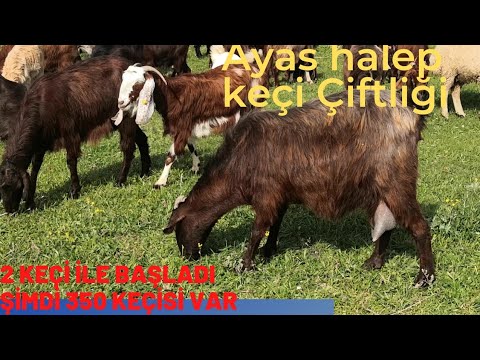 2 KEÇİ İLE BAŞLADI ŞİMDİ 350 KEÇİSİ VAR #küçükbaş #hayvanpazarı #köyegöç #HALEPKEÇİSİ #koyun #keçi