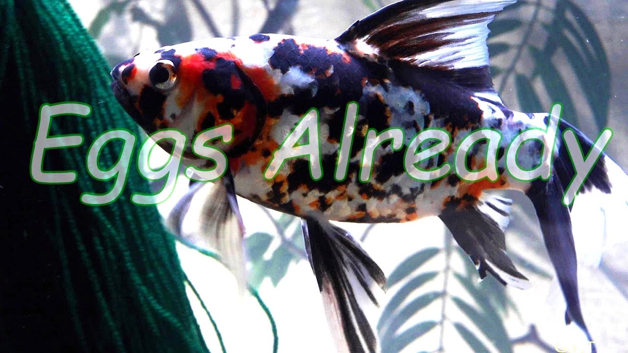 Shubunkin Goldfish Eggs? Plus Shoutout to Chris Stubbs Aquatics - YouTube