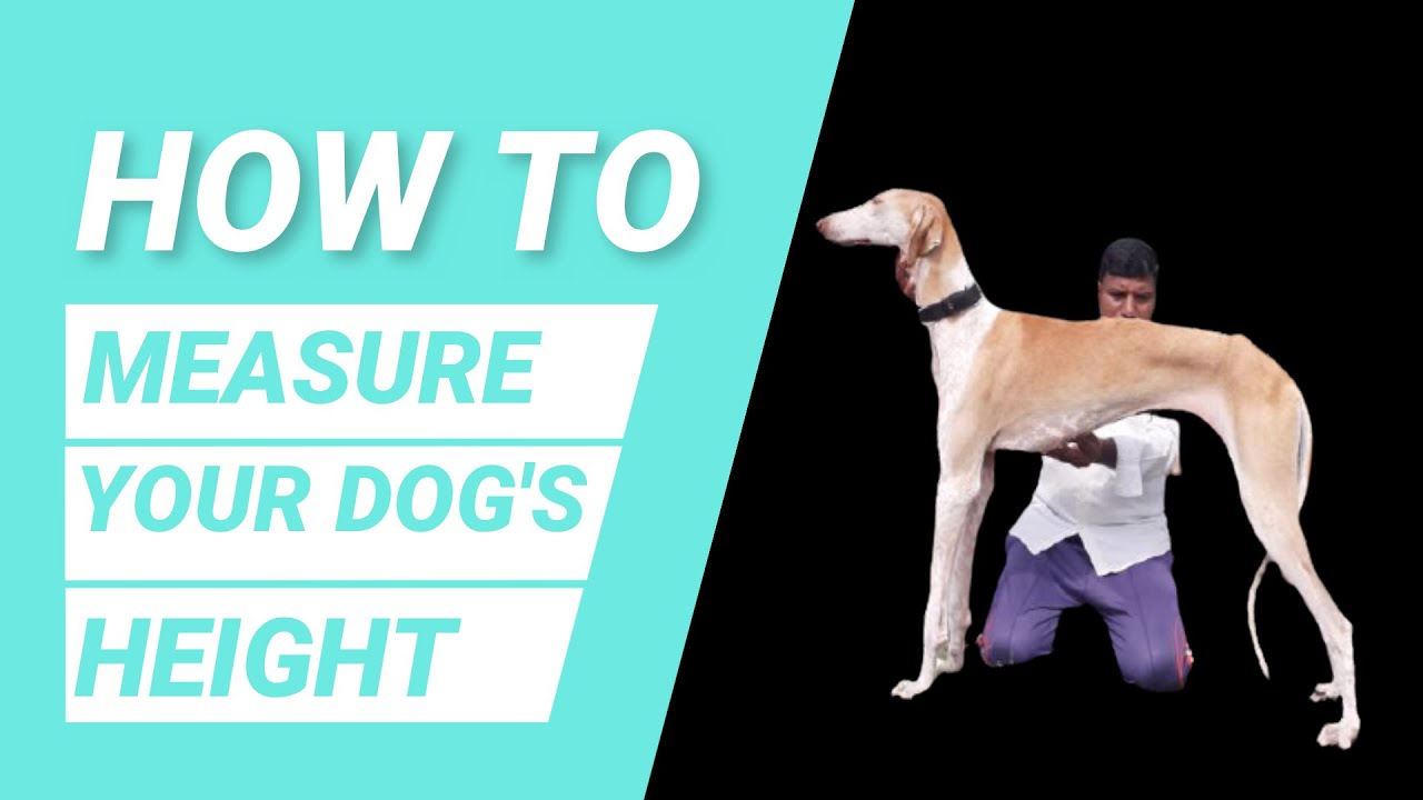 How to check your dog's height | Mudhol Hound | Ramana V Gasti - YouTube
