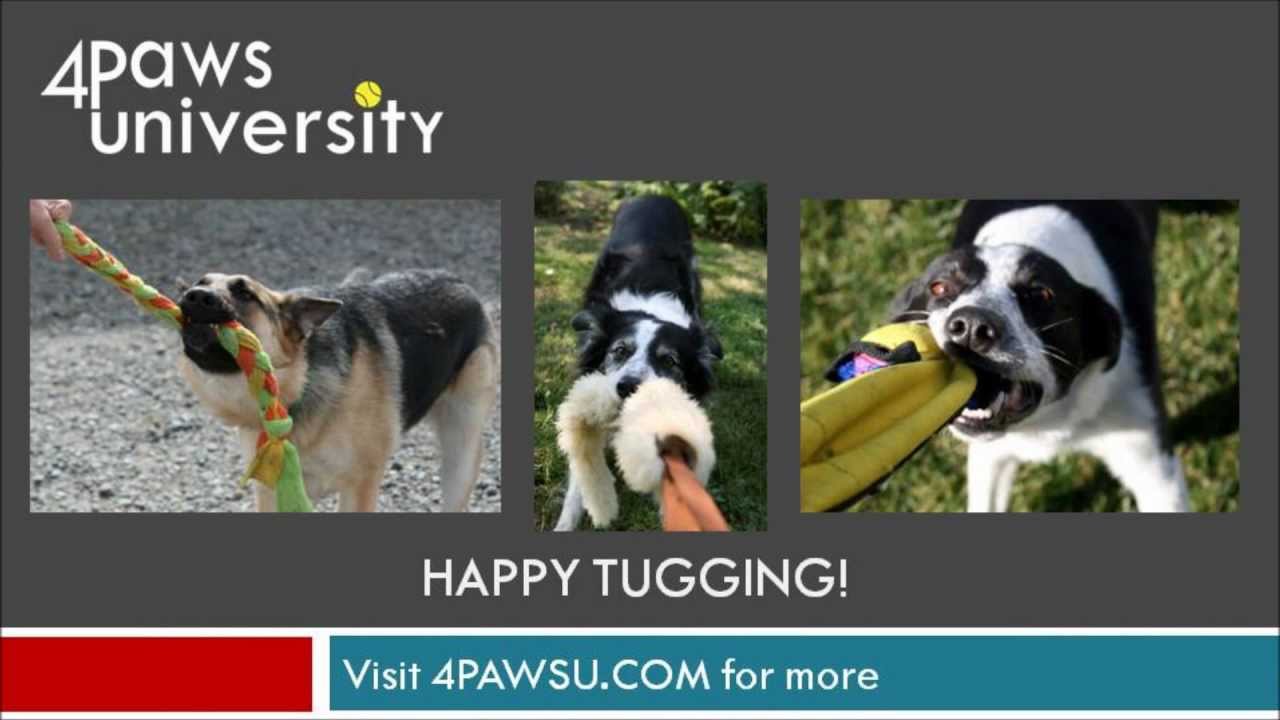 Teaching Tug & Drop Using the Premack Principle - YouTube