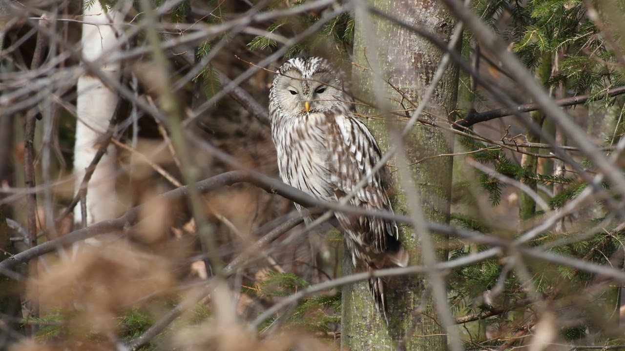 Ural owl (Strix uralensis) / Uráli bagoly 4K - YouTube