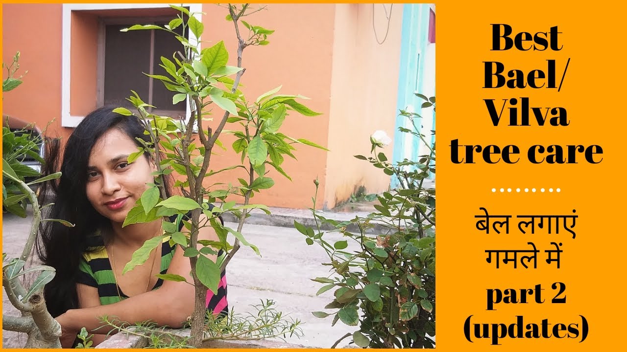 Best bael/vilva tree care part 2,बेल लगाएं गमले में,best organic ...