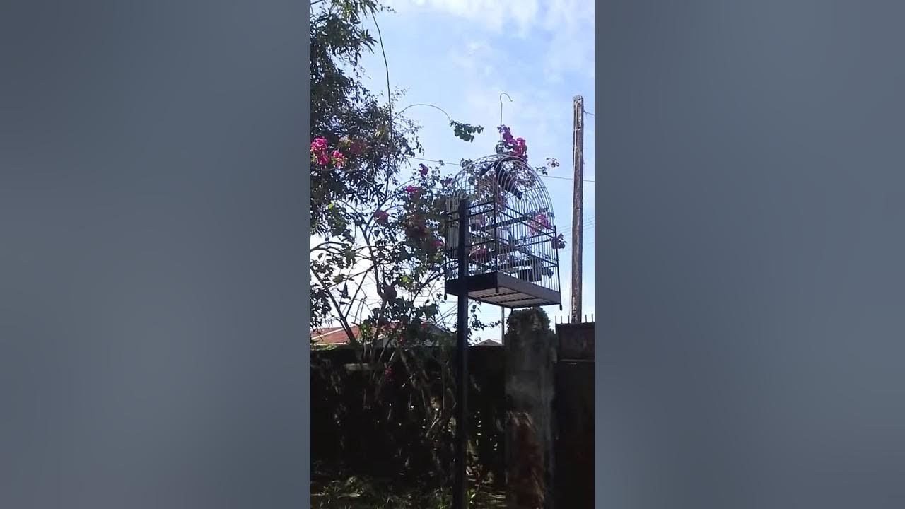 Picolet repman pié - YouTube