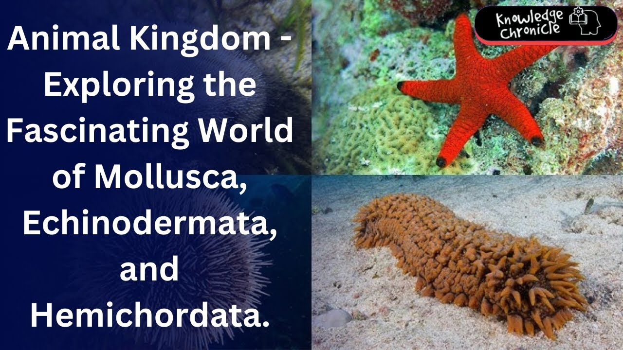 Animal Kingdom - Exploring the Fascinating World of Mollusca ...