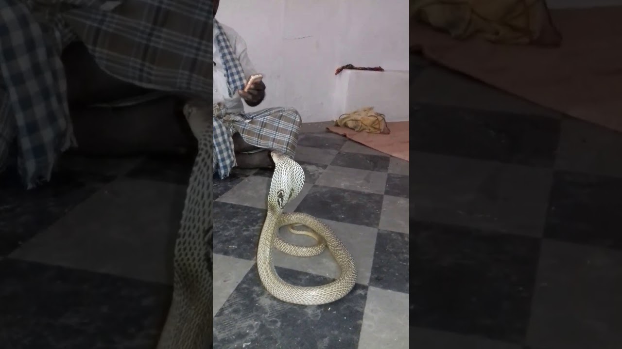 King kobra - YouTube