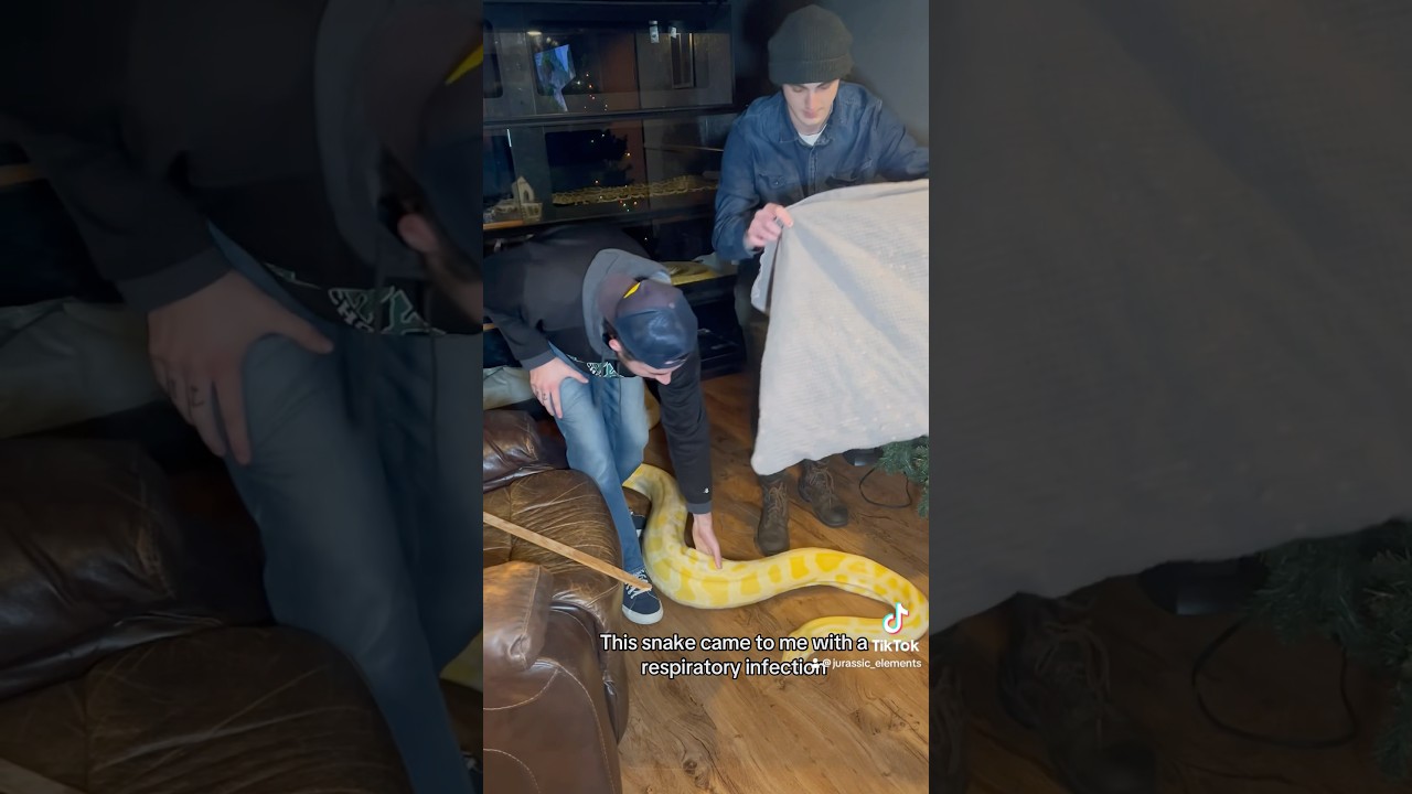 Sick Snake! #antibiotics #sick #snakes #reptiles #bigpython # ...