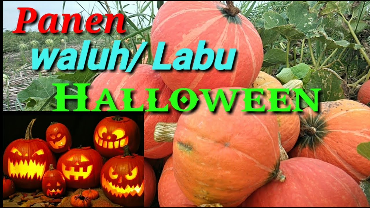 Panen waluh/ Labu Halloween Di Taiwan - YouTube
