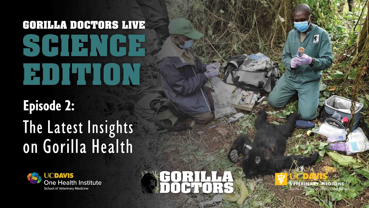Gorilla Doctors LIVE: Science Edition, episode #2 - YouTube