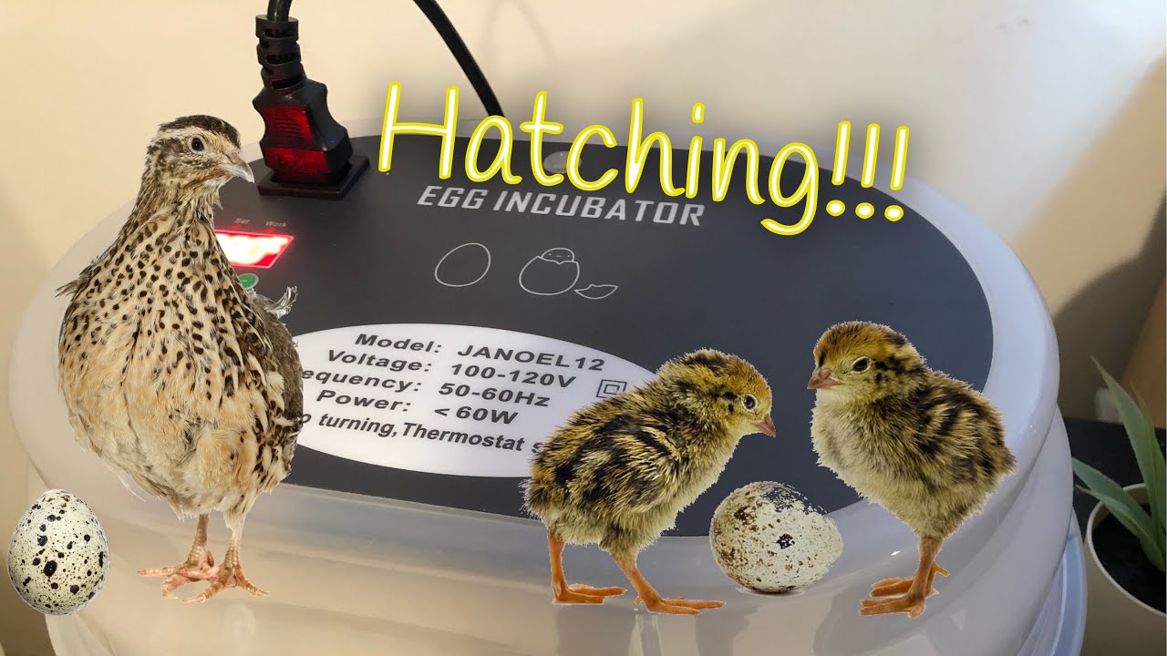 Hatching QUAIL eggs!!! Day 1– Day 18 - YouTube