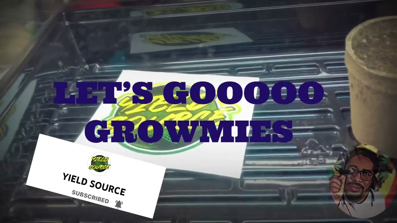 Update : Afgoo Overdrive Grow OFF Week 1 @YIELD SOURCE @Organic Grow ...