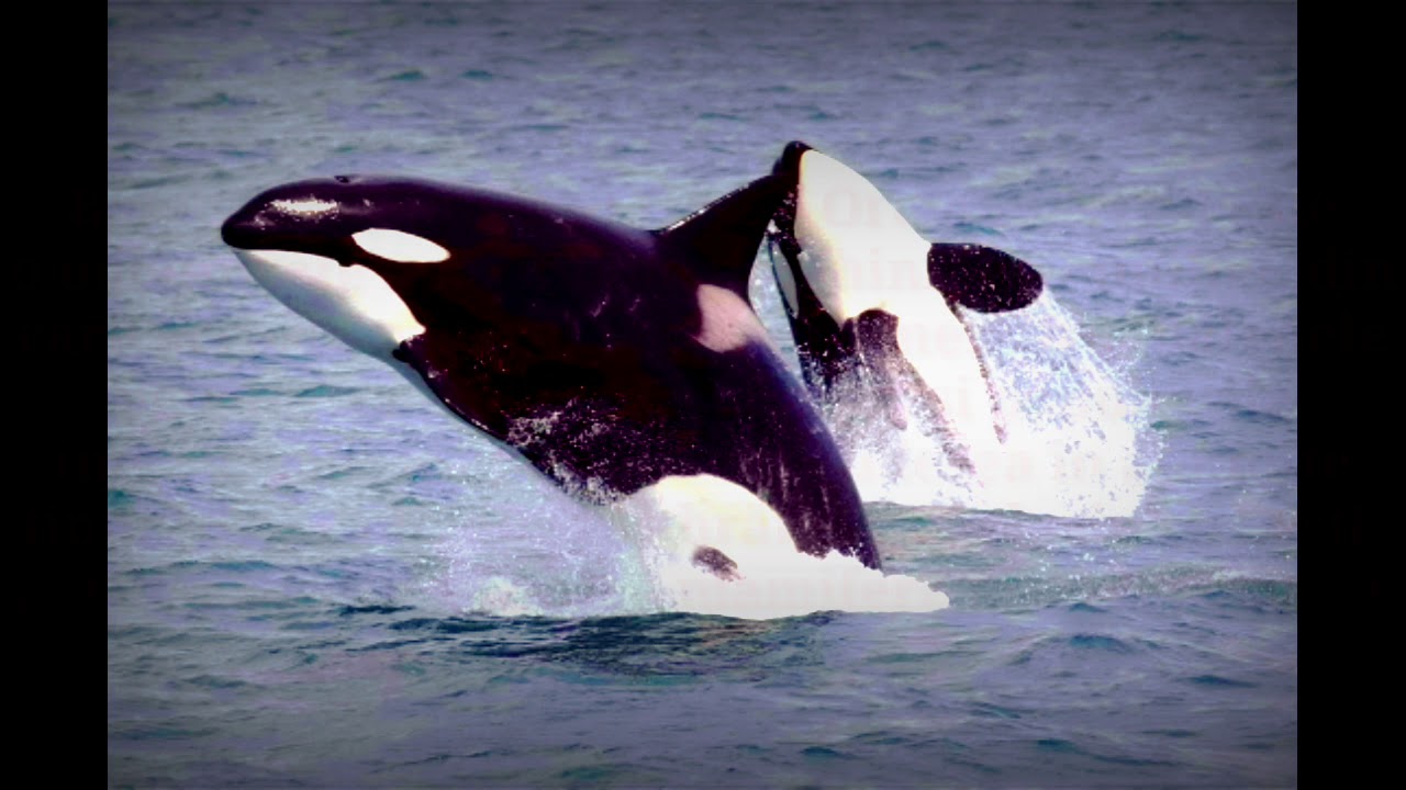 Informatii Balena Ucigasa - YouTube