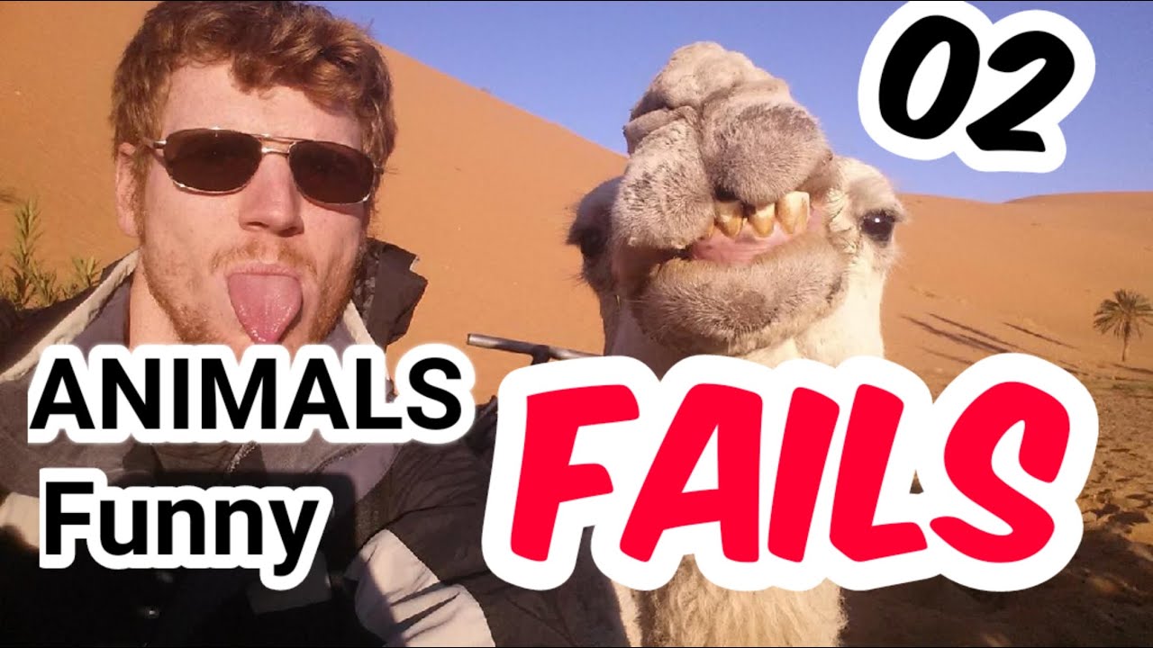 Funny Animal Fails Compilation 02 - YouTube